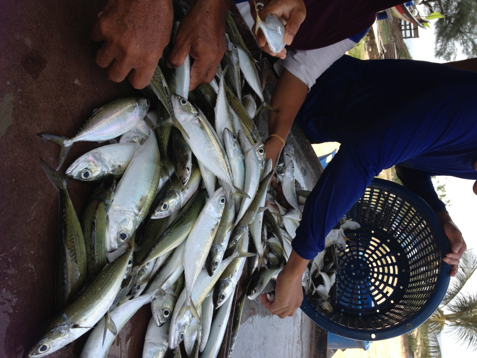 Ikan Segar dari Laut China Selatan