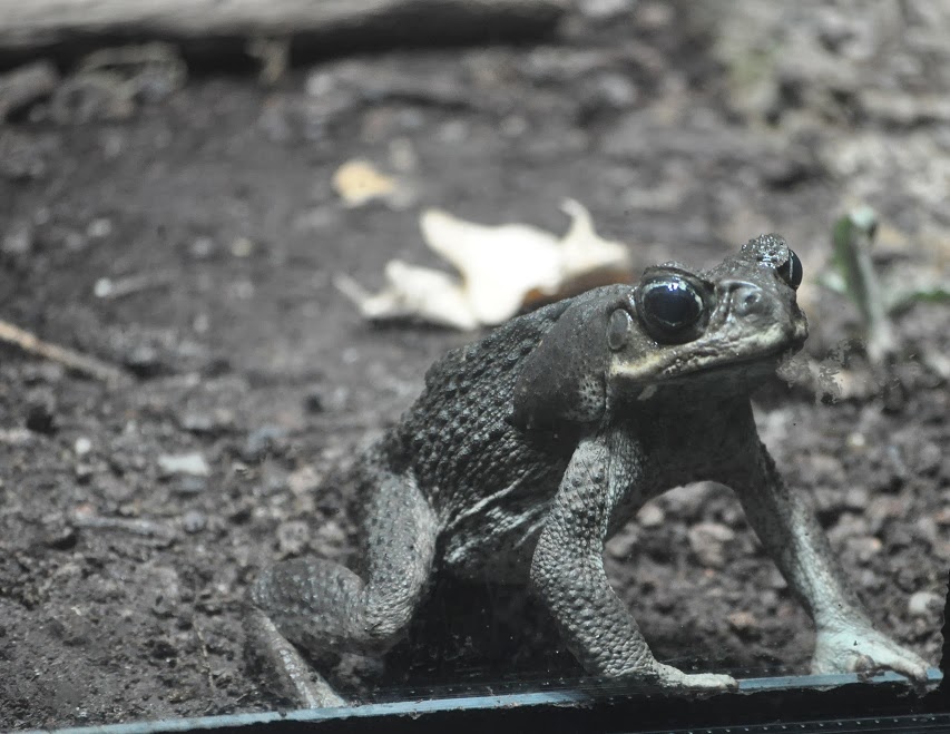 ZOOTOGRAFIANDO (6.096 ANIMALS): SAPO MARINO O SAPO DE CAÑA / MARINE ...