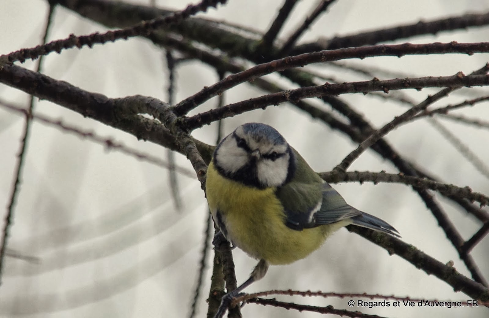 Aidez les oiseaux à passer l'hiver.