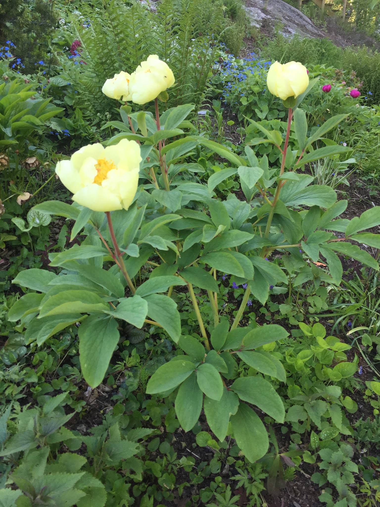 MannsGarden: Året som gick - 2020 andra kvartalet