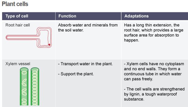 Miss Natalia's IGCSE Biology Spot: Senior II: Specialised cells