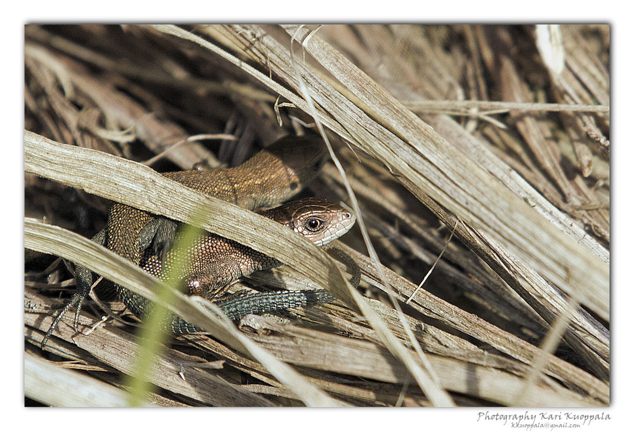 FotoSky - Kuva päivässä 2012: Sisilisko