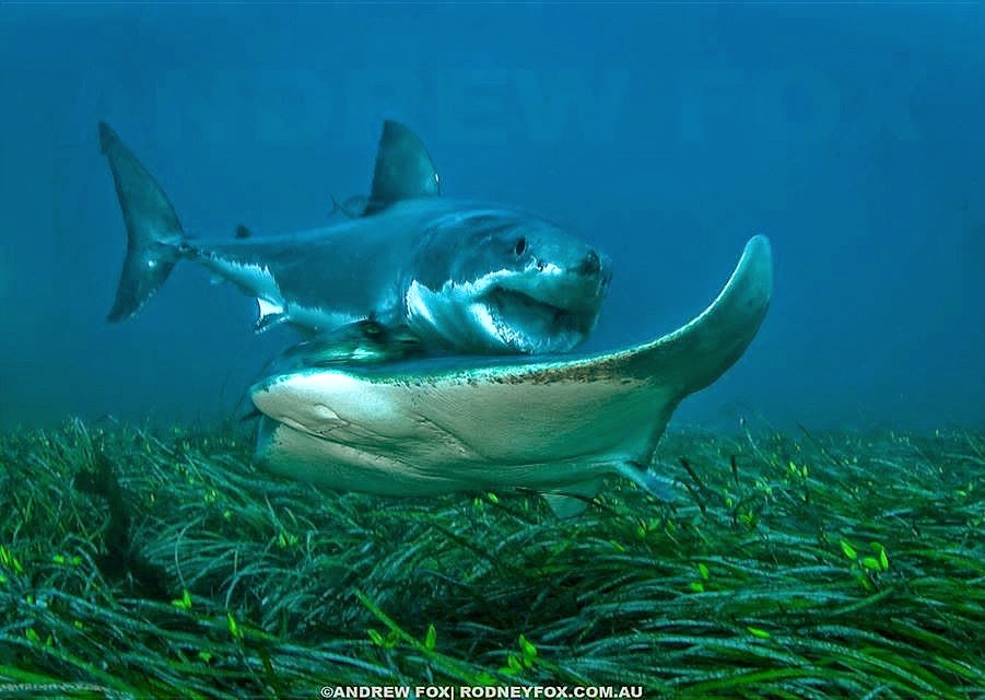 The Best Shark Dive in the World!: GWS vs Eagle Ray!