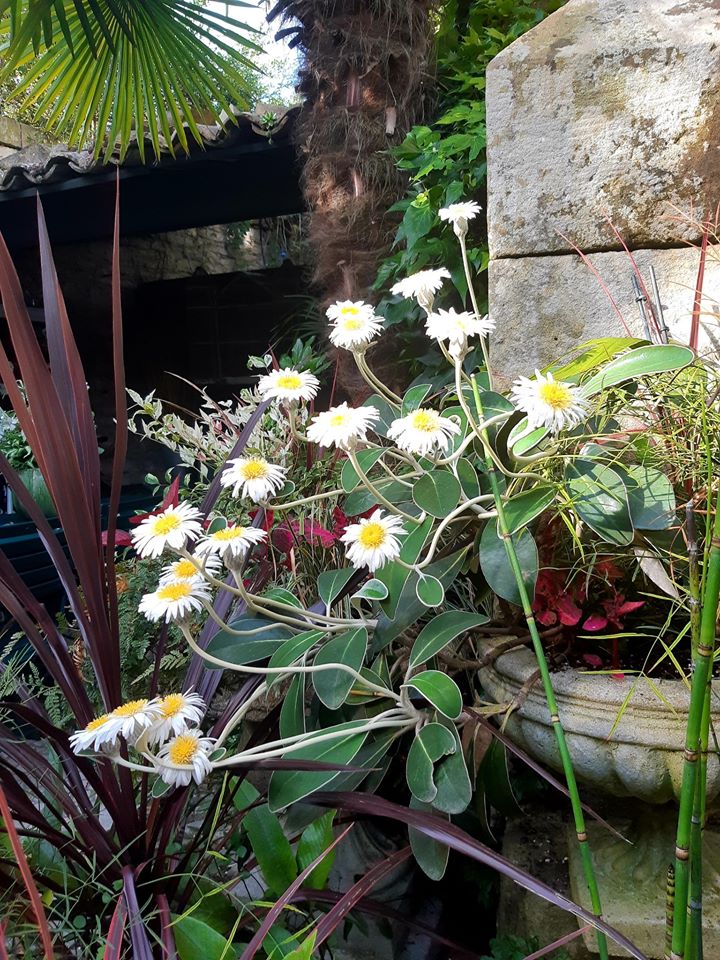 floraison la Marguerite de Nouvelle-Zélande (Pachystegia insignis)