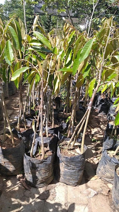 Perbedaan Bibit Durian Montong Dan Bawor - Mengetahui Varietas Lebih ...