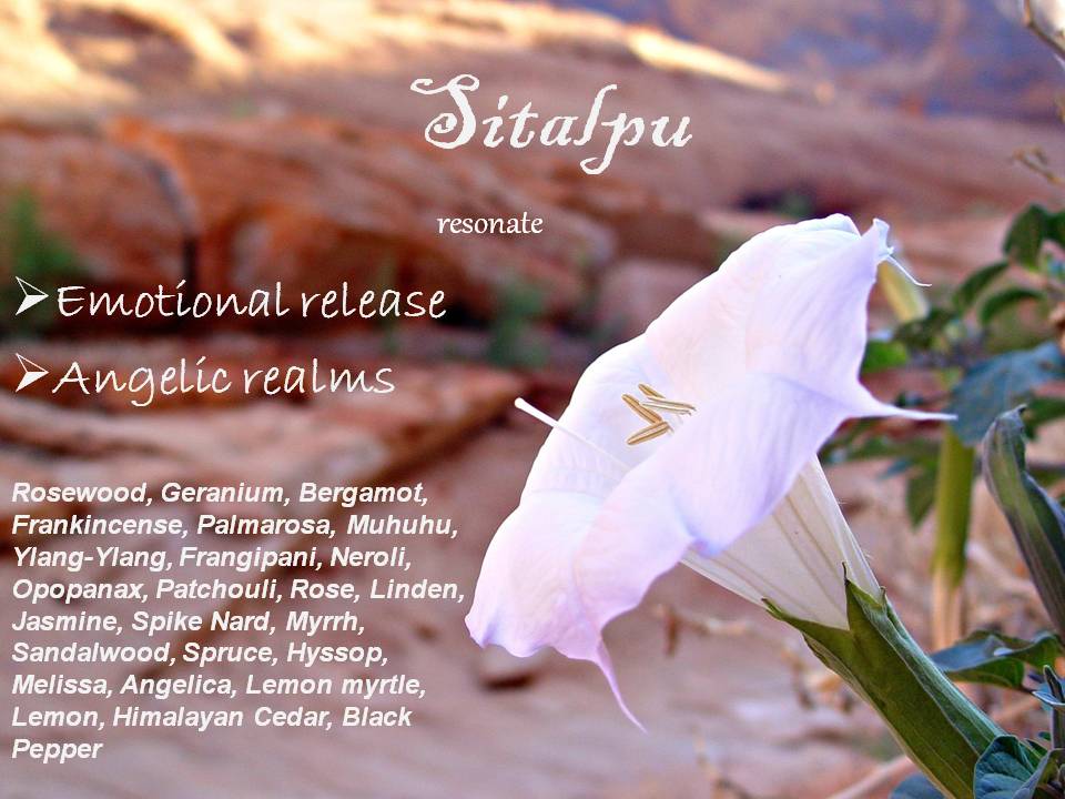Dream Packer Aromatherapy: Sitalpu (Hopi Flower World)