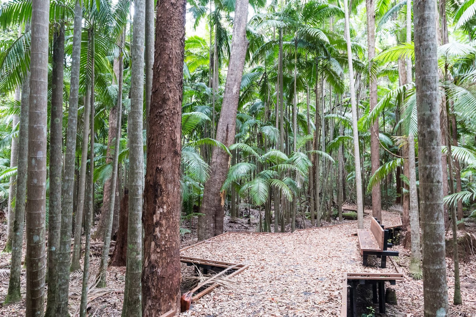 National Park Odyssey: Mount Mee Forest Trail Drive, D'Aguilar National ...