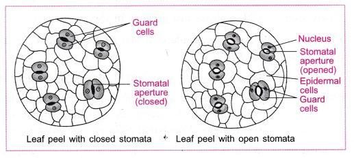 CBSE Science Practical: 5. To prepare a temporary mount of leaf peel to ...