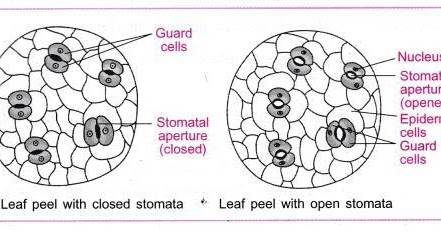 CBSE Science Practical: 5. To prepare a temporary mount of leaf peel to ...
