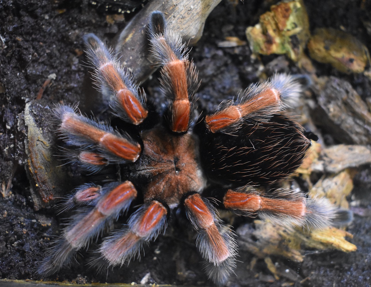 ZOOTOGRAFIANDO (6.096 ANIMALS): TARÁNTULA MEXICANA DE PATAS ANARANJADAS ...