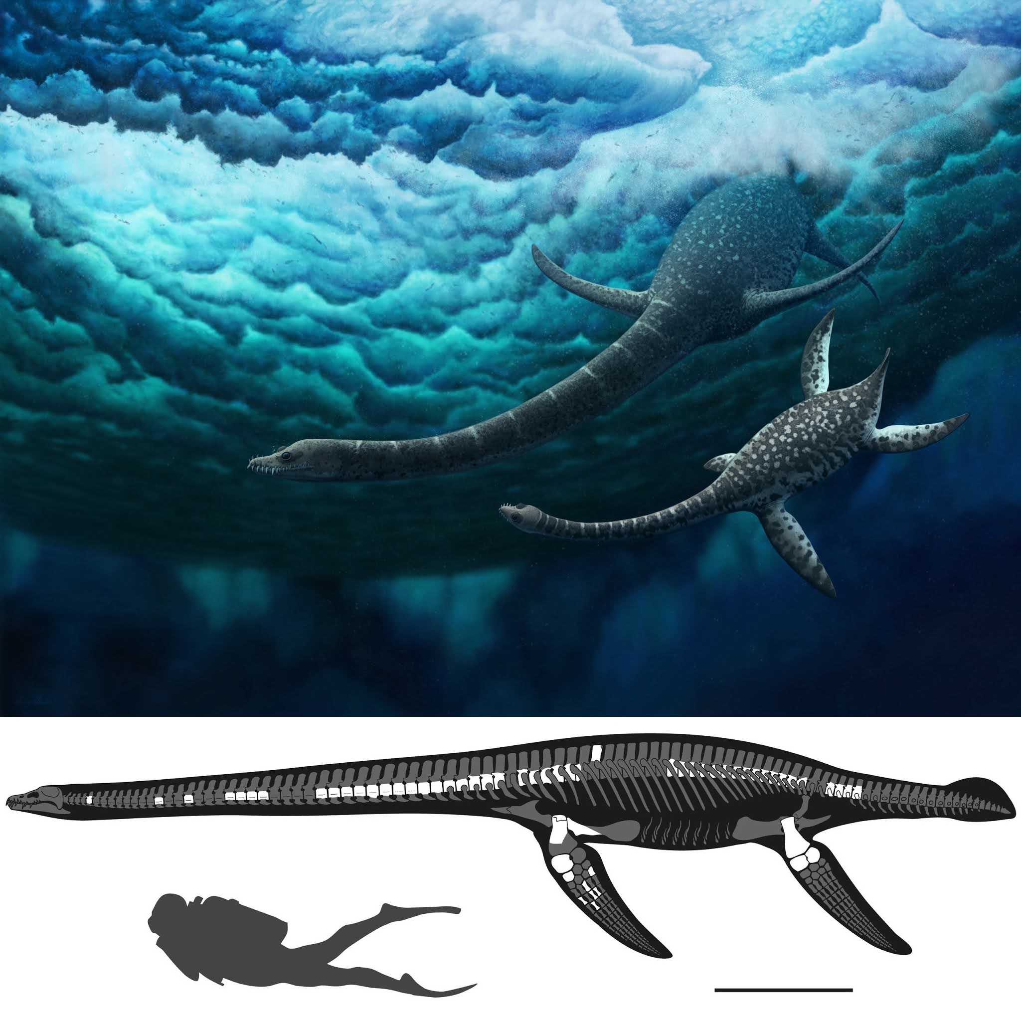 Species New to Science: [Paleontology • 2020] Jucha squalea • A New ...