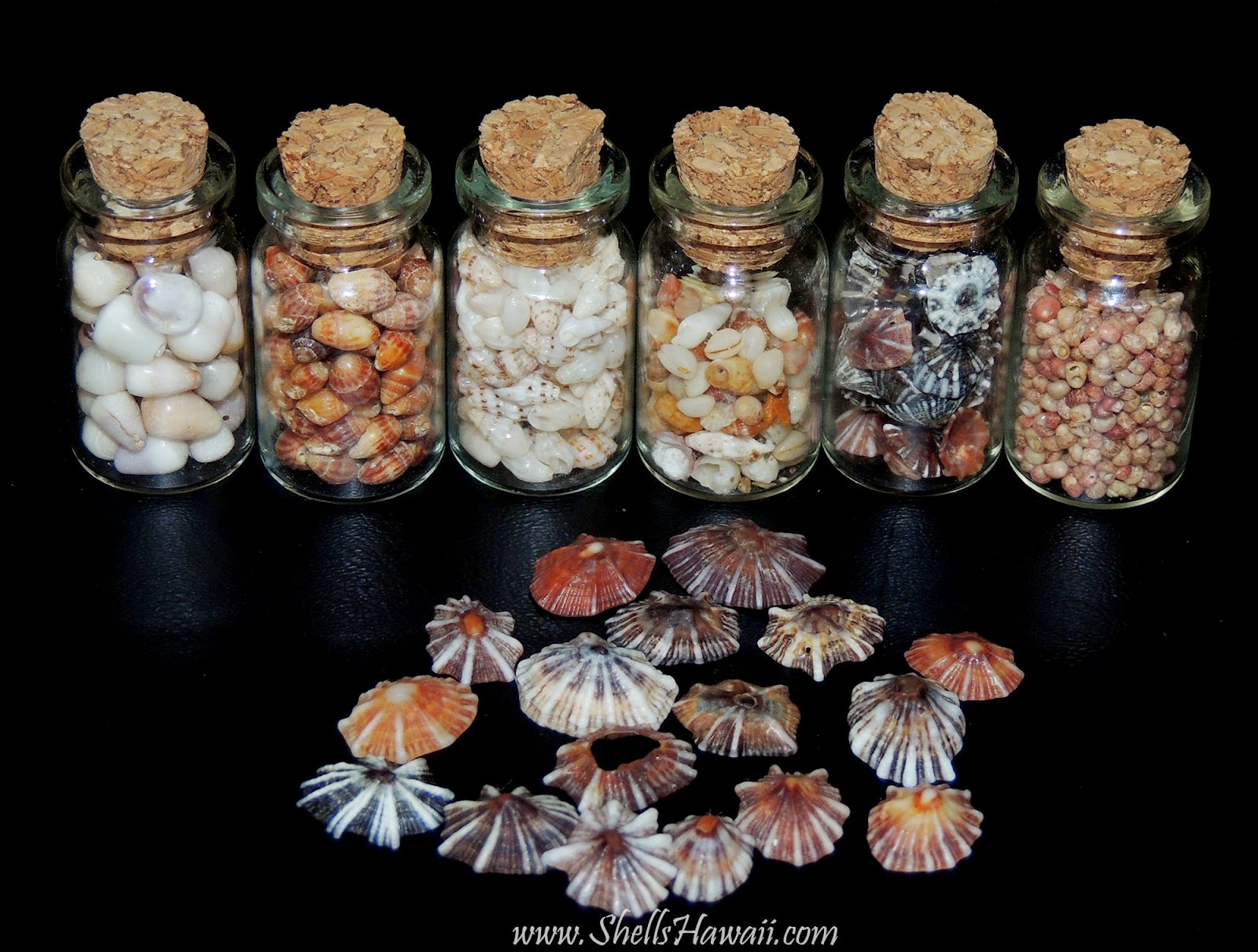 ShellsHawaii ...by Janjira: Hawaiian Seashells