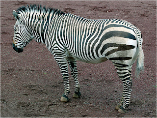Mountain Zebra - True Wildlife Creatures