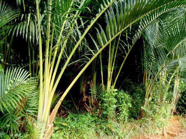 Rahsia Tanaman : Rumbia (Metroxylon sagu)