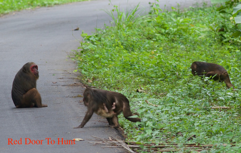 RED Door To Hunt: Laporan Pemerhatian & Kajian Beruk Kentoi~Macaca ...