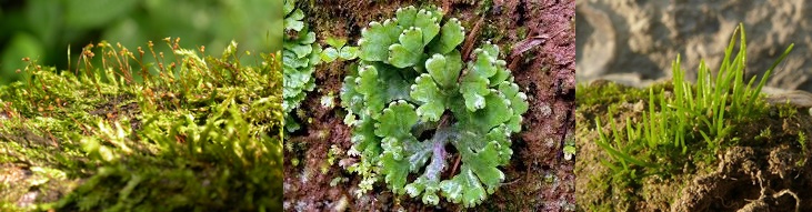 Sistematica Vegetal: 2016