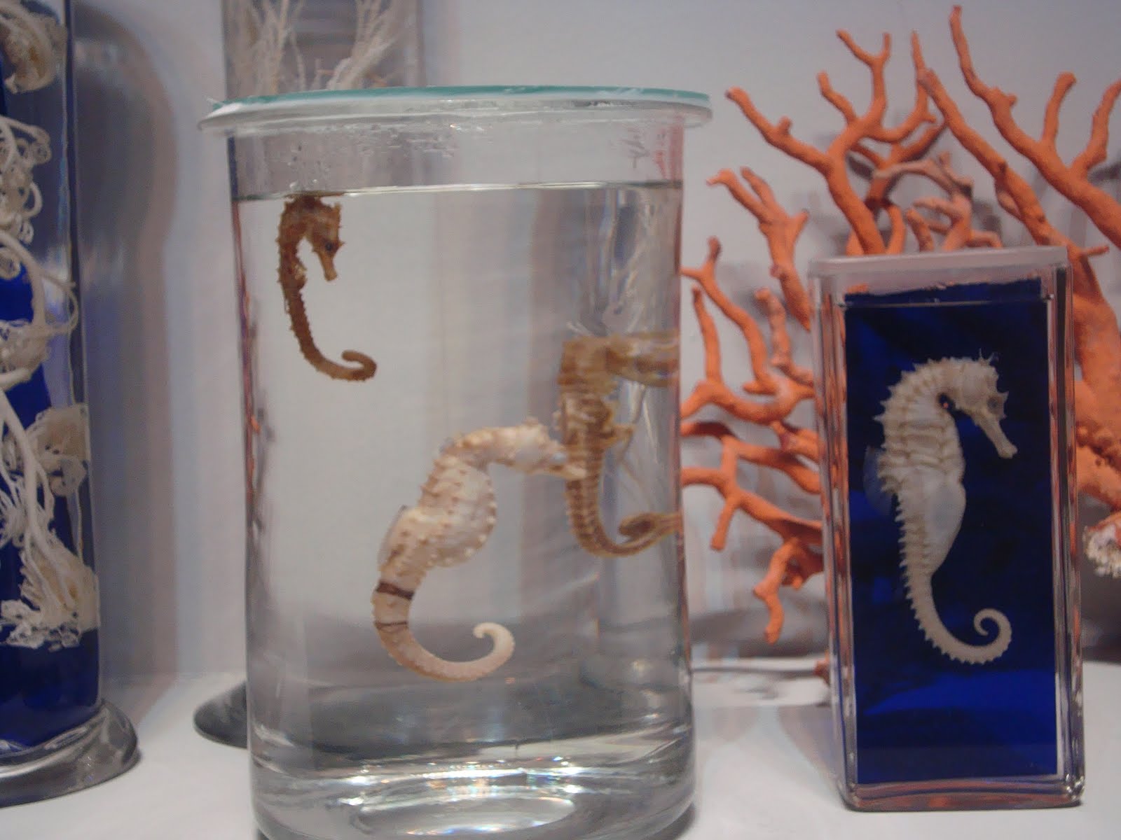 L A F A N İ N O: KAPTAN COUSTO-Deniz Canlıları Müzesi