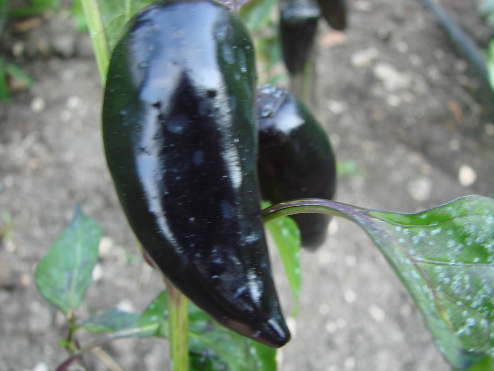 Au jardin d'Aurore: PIMENT BLACK HUNGARIAN