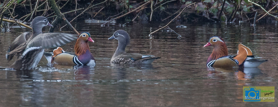 Belevingsfotografie: ‪#‎Mandarijneend‬ (Aix galericulata), een ...