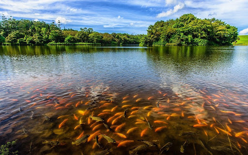 OCTAVO LA ECOLOGÍA DE POBLACIONES - PRIMER PERIODO