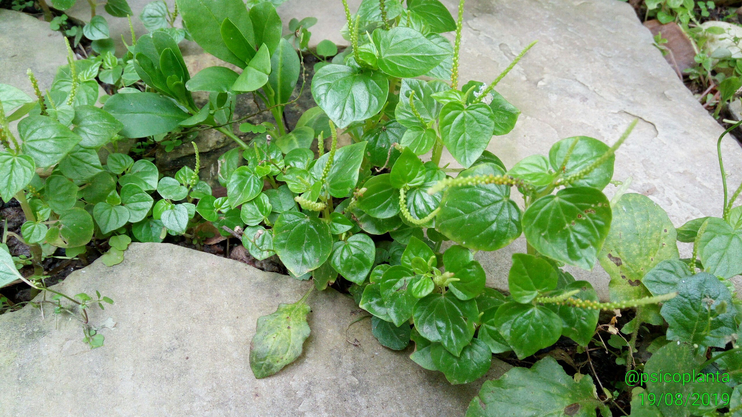 Psicoplanta: Erva-jabuti (Peperomia pellucida)