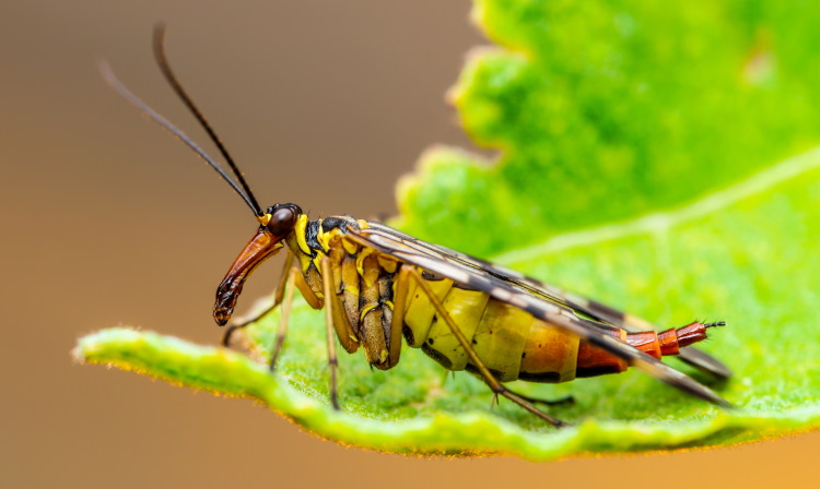 ARBICO Organics: What’s This Bug? The Scorpionfly.