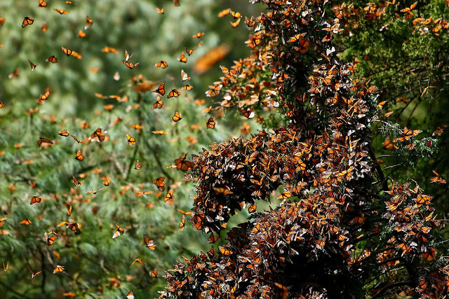 Monarch Migration – Staggering Spectacle of Nature ~ Kuriositas