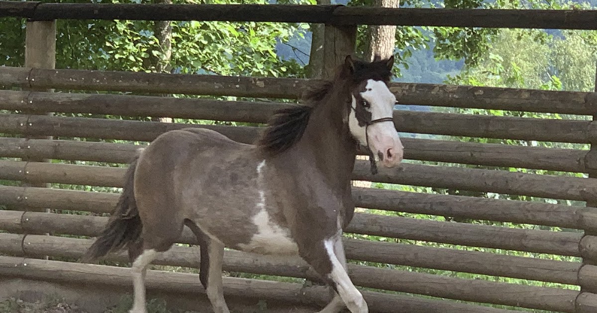 CRIOLLOS MAGICO élevage de CRIOLLOS pure race en France en Alsace ...