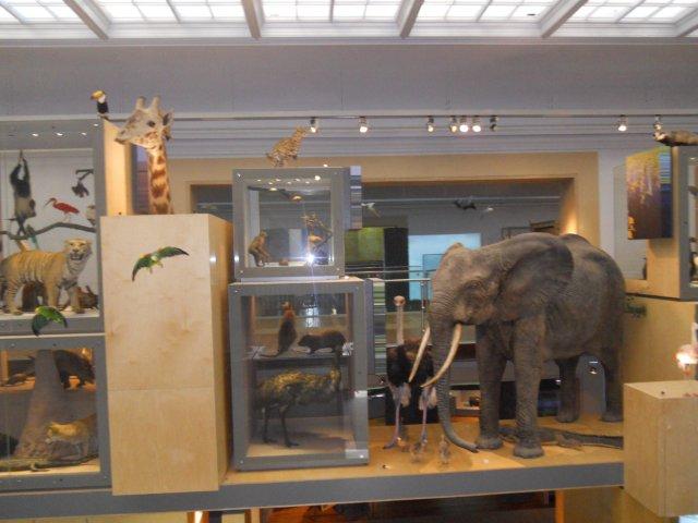 Hancock Museum, Newcastle-Upon-Tyne