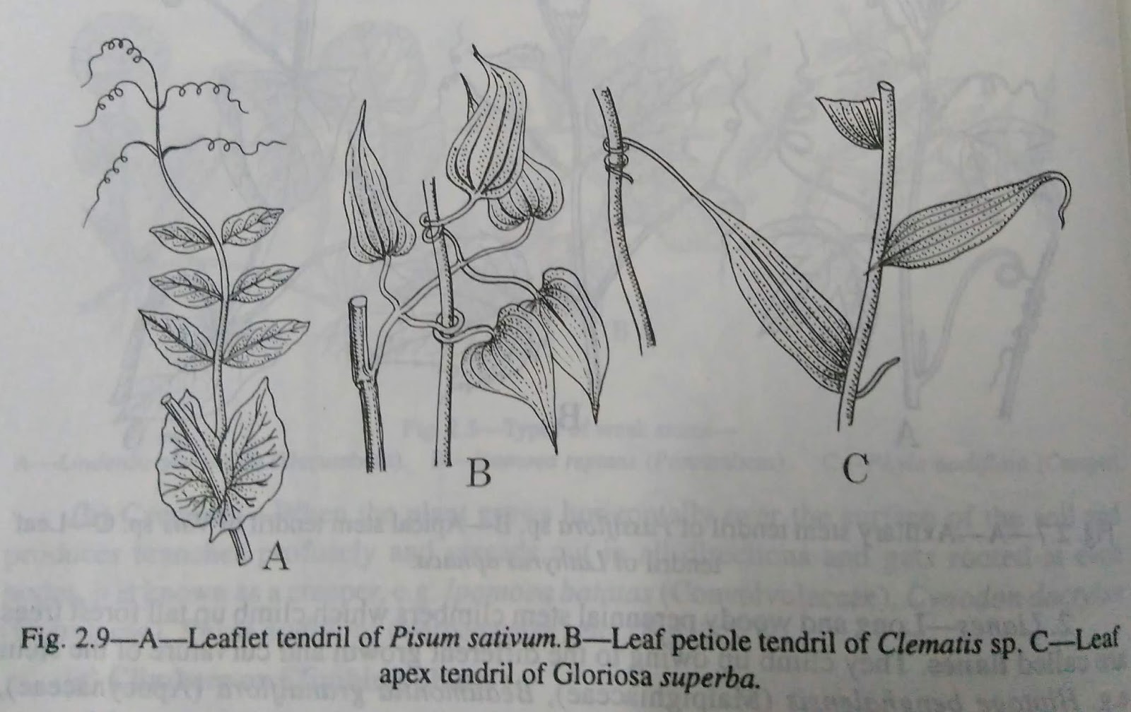 Stems: kinds of stems, strong stems,weak stems- digieduco