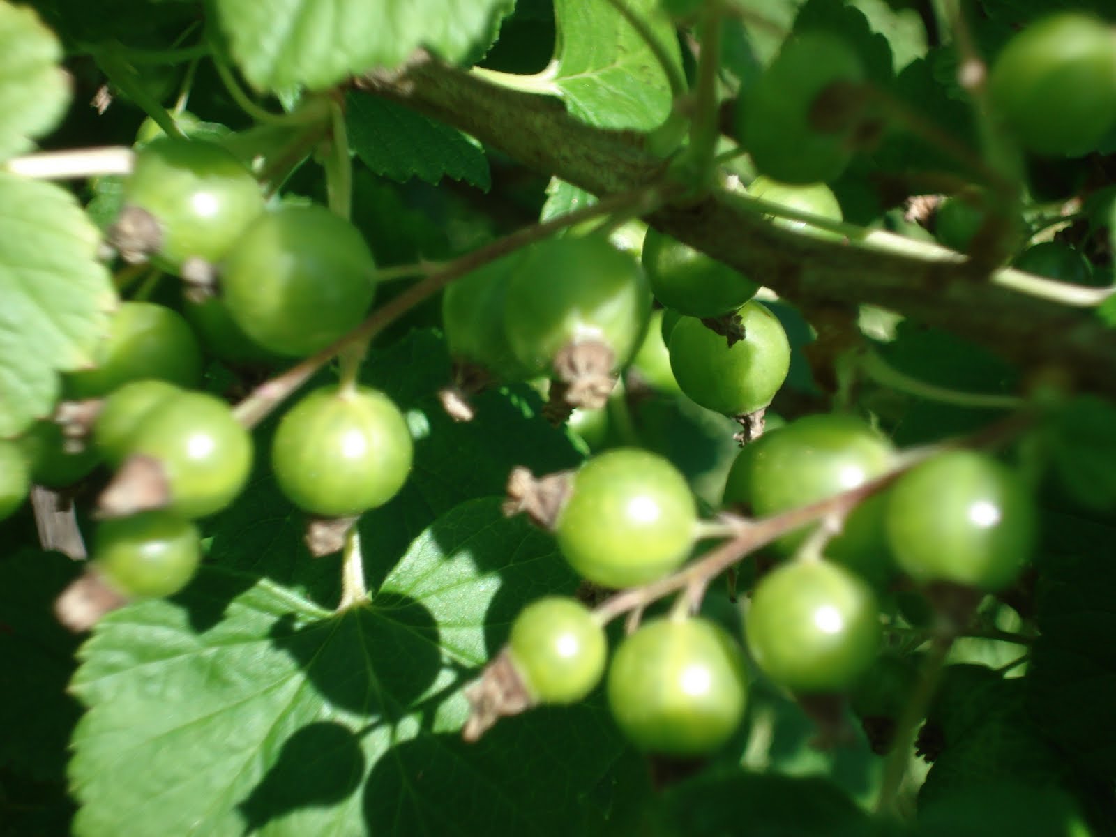 Villitystä Savonlinnan seudulla: Herne, retiisi, purjo, papu, salaatti ...