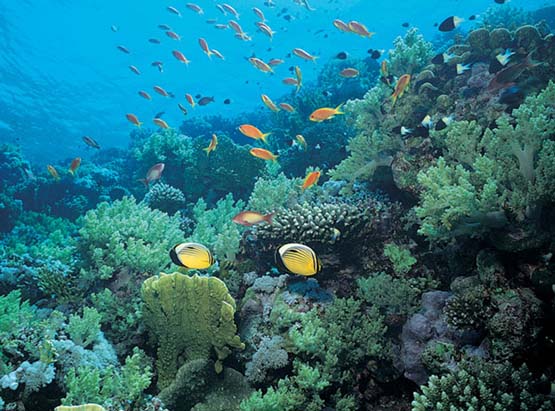 ecologia205: BIOMAS DEL PLANETA