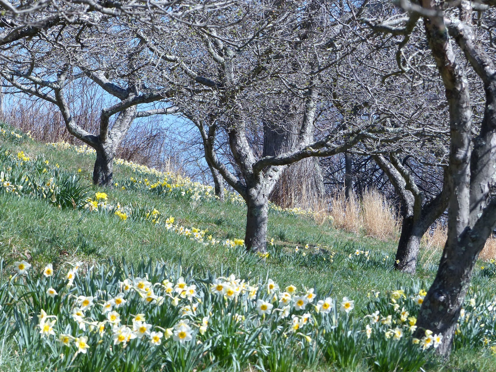 See Highland County: Spring Orchard