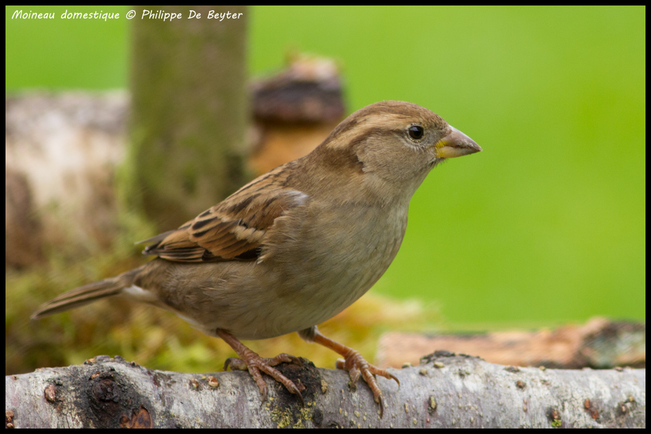 Comines Nature : Le Moineau domestique est-il menacé
