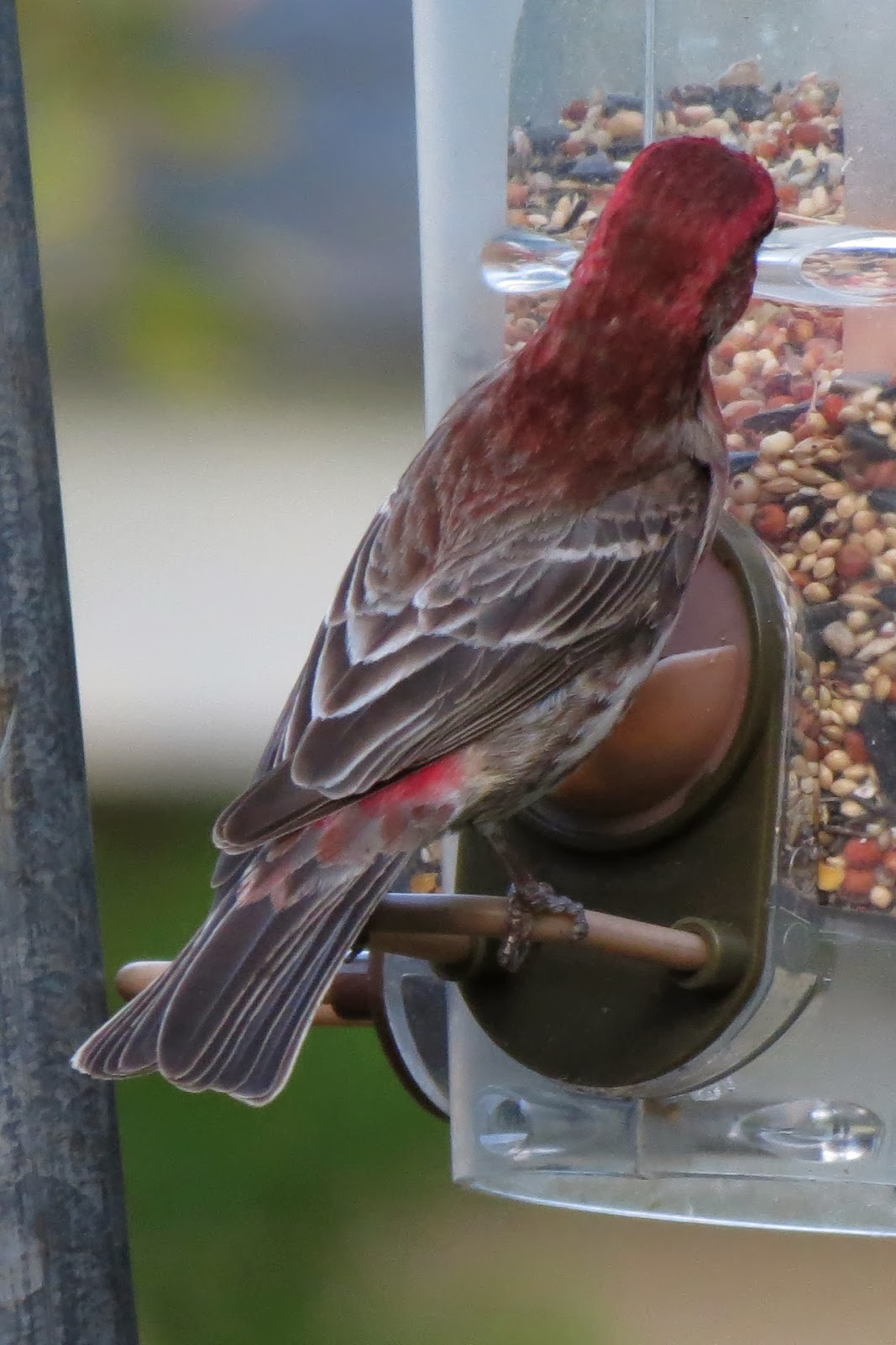 Fine Feathers and Flowers: Colors of the Rainbow