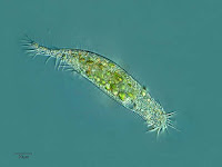 Science Class 5EP: ALGAE PROTISTA