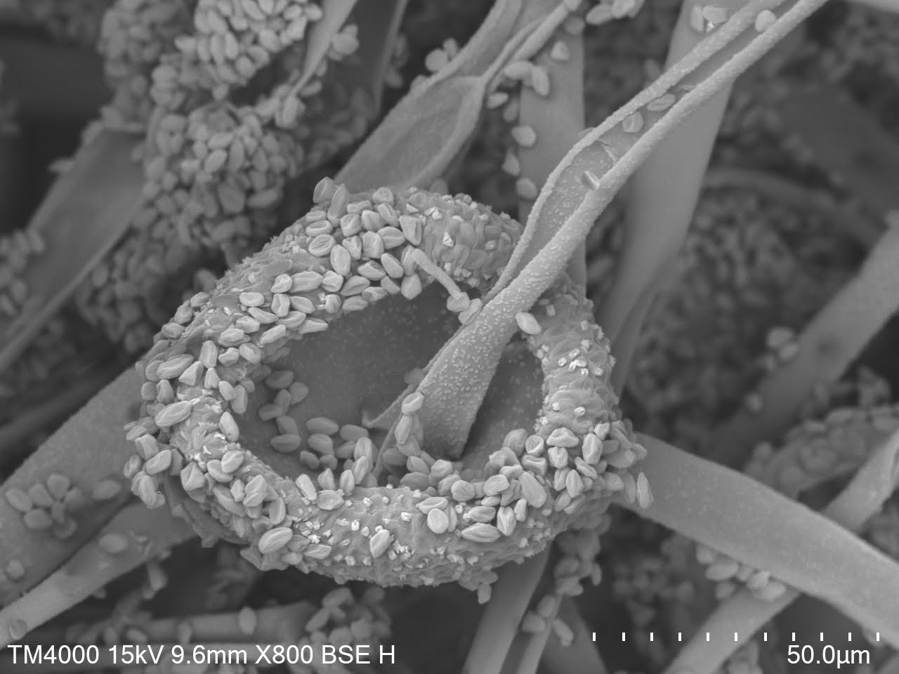Tempeh in a Scanning Electron Microscope (SEM)