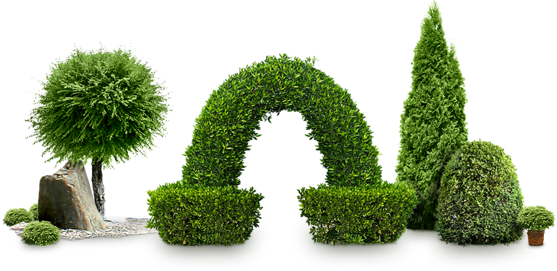 ® Imágenes y Gifs Animados ®: IMÁGENES DE ARBUSTOS