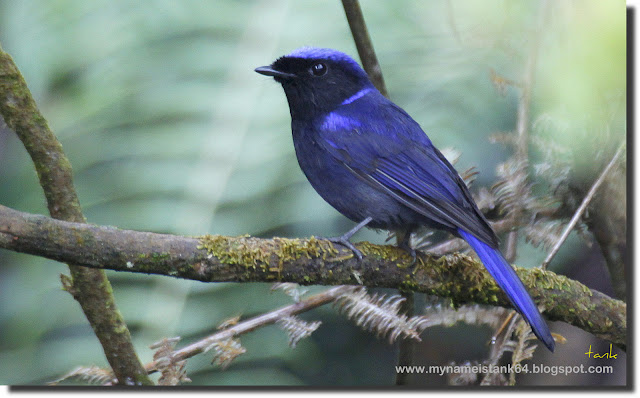 Birds of Malaysia @ mynameistank64: LOve @ the First Sight : U Kali