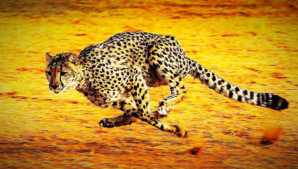 Fun Facts Animals movements |TG ANIMALS