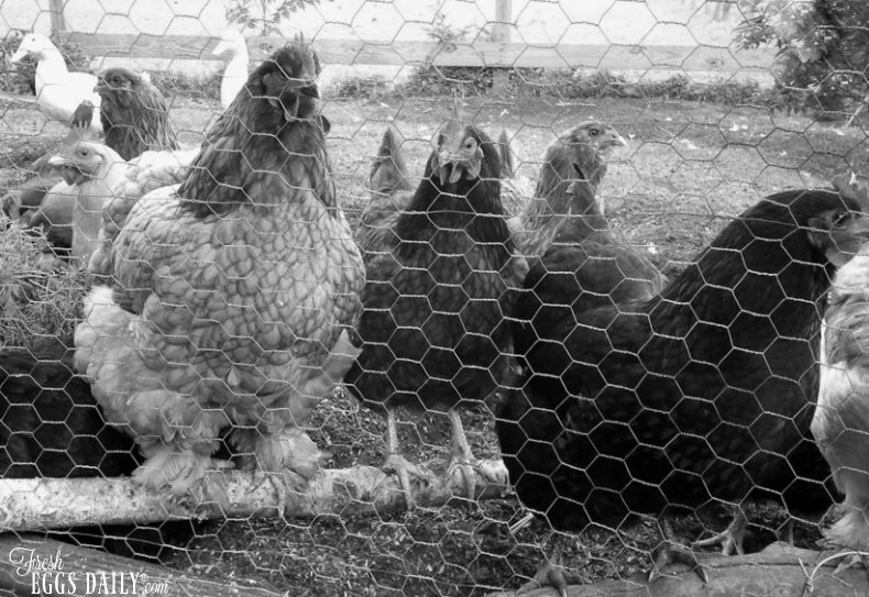 The Importance of Keeping a Closed Flock of Backyard Chickens - Fresh ...