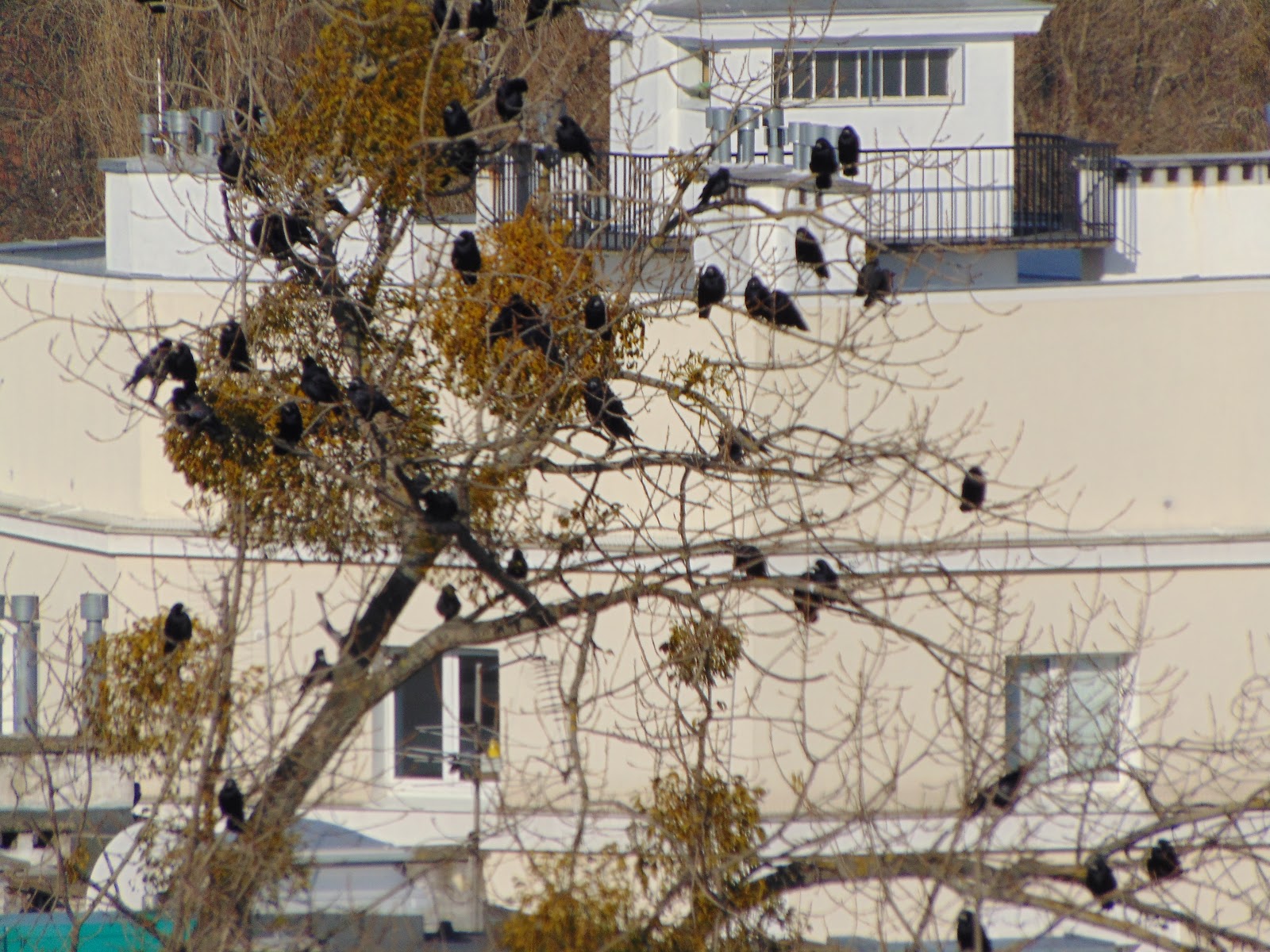 Trees: Crows in a Tree Warsaw Poland Photo by Kevin Todd
