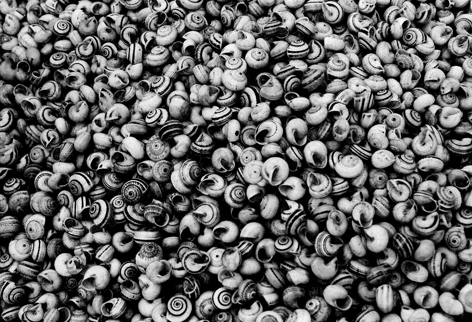 Caracóis | Diário do Alentejo - Fotografia