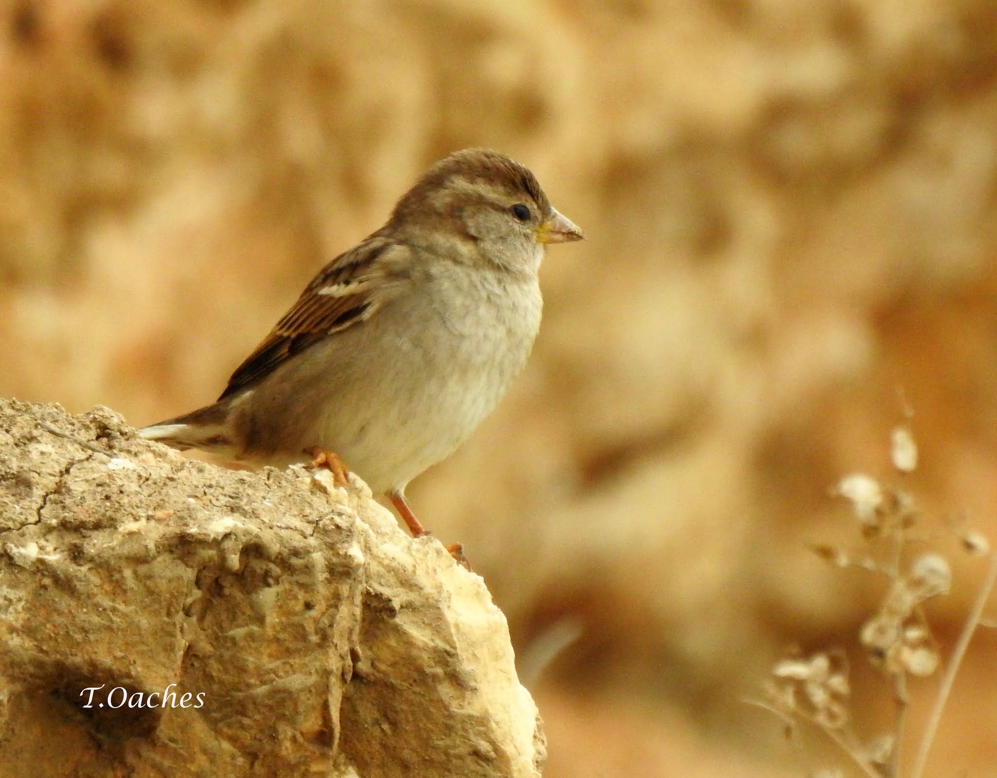 PASARI DIN ROMANIA: VRABIA DE CASA, Passer domesticus