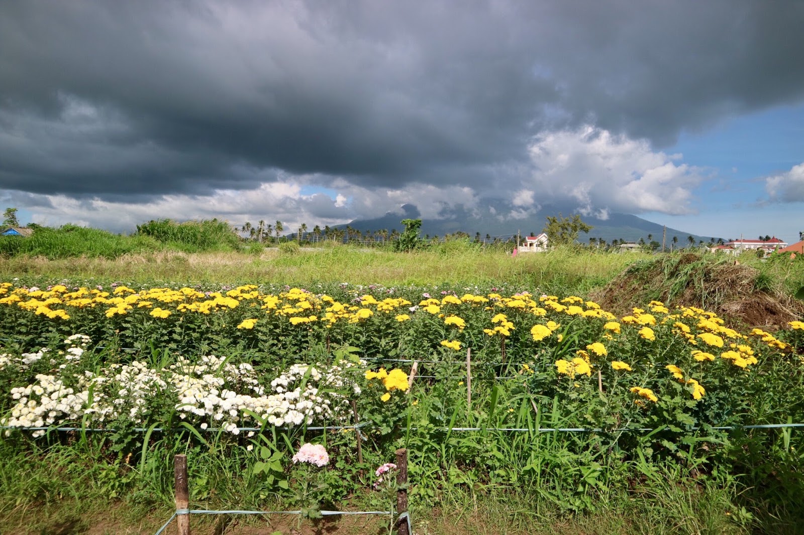 Sunflowers bloom in Naga's flower farms in Pacol ~ Naga City Deck