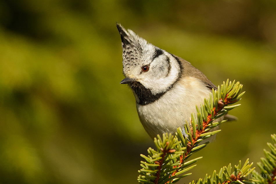 Foture: Tutt-tihane, Lophophanes cristatus