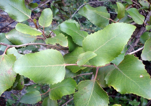 Aprende a cuidarte: Planta radal