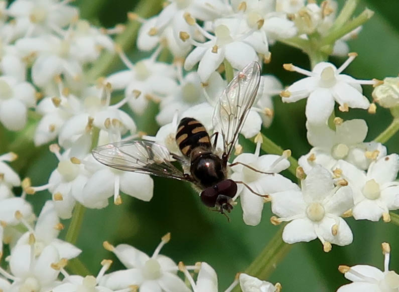 Inspiration by Deseos Design: Hoover flies