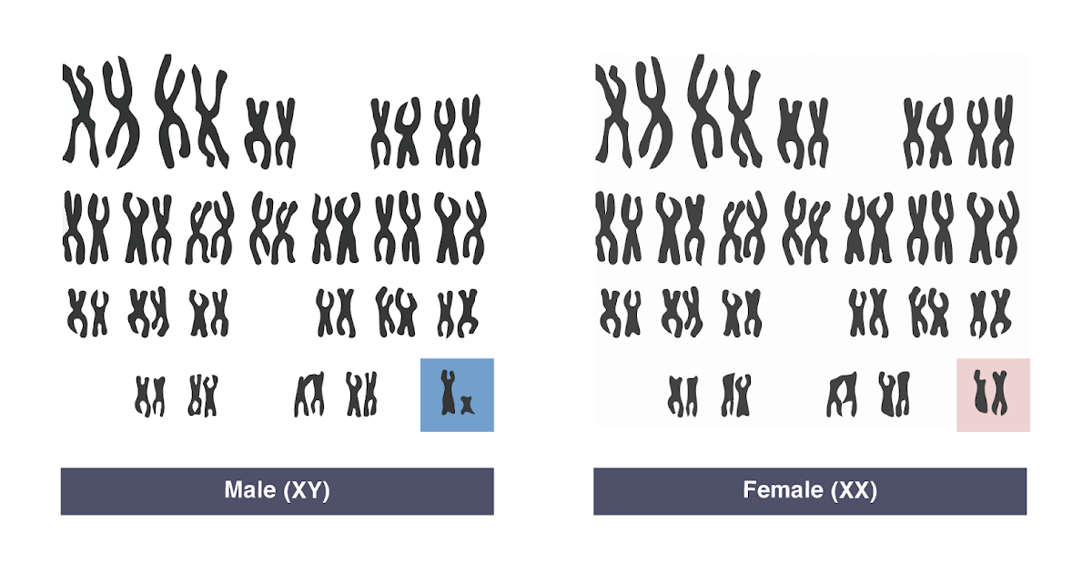 Igcse Biology 2017 3 26 Understand How The Sex Of A Person Is