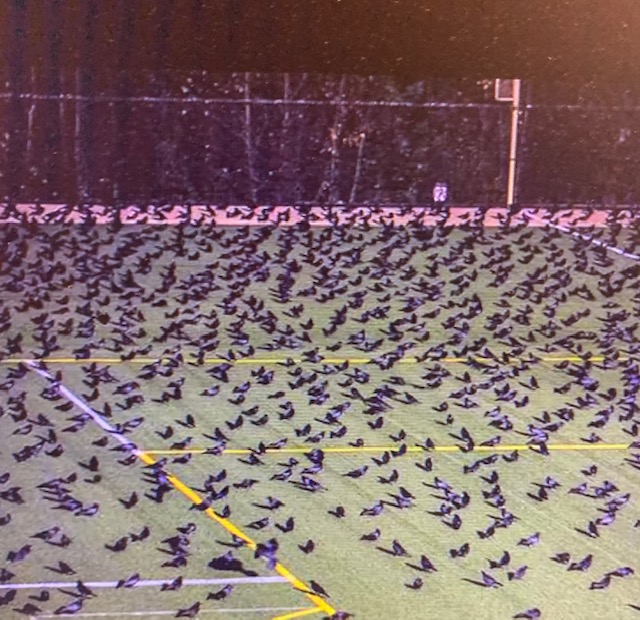 Shoreline Area News: LFP Rotary Club and a river of crows